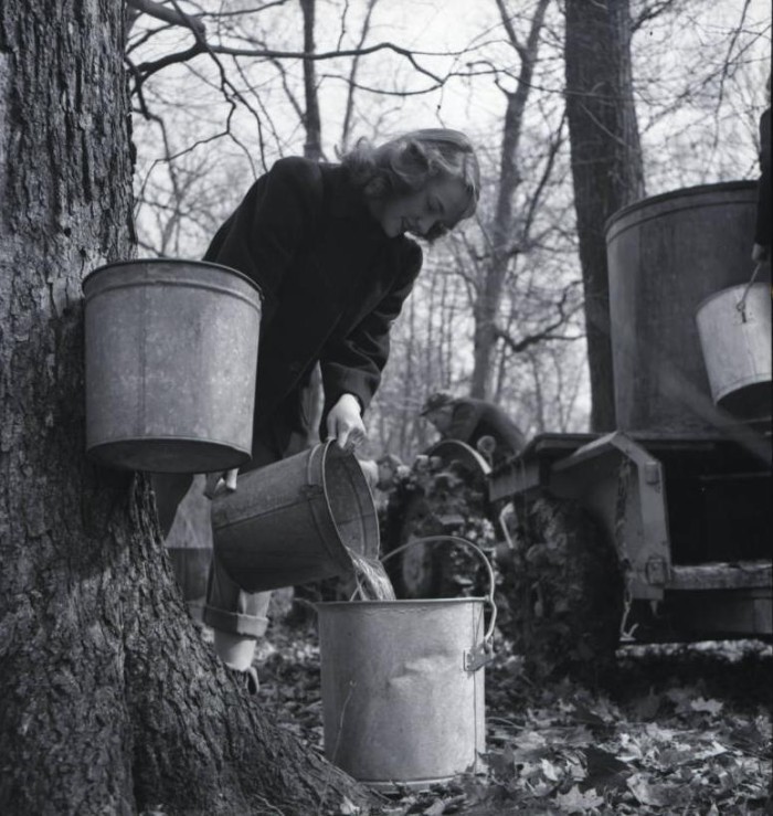 Tree Tapping and Sugar Shacks: Maple Syrup in Ohio