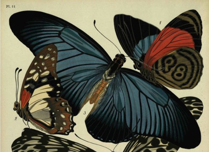 Vibrancy in Nature: Papillons and the Art of E.A. SeÃŒÂ guy