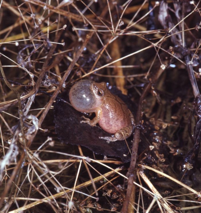 Signs of Spring on Ohio Memory