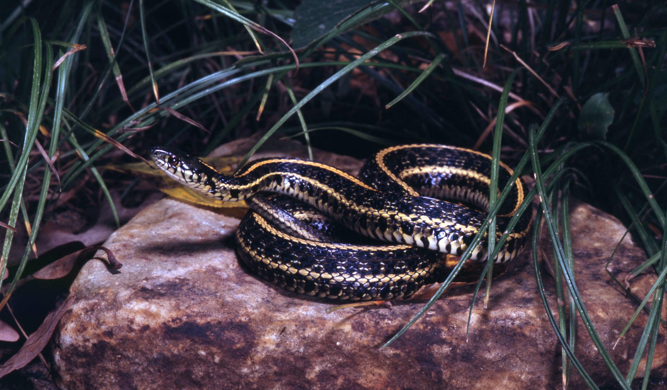 Natural History is Ohio History!