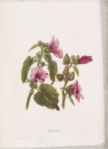 Indigenous Flowers of the Hawaiian Islands