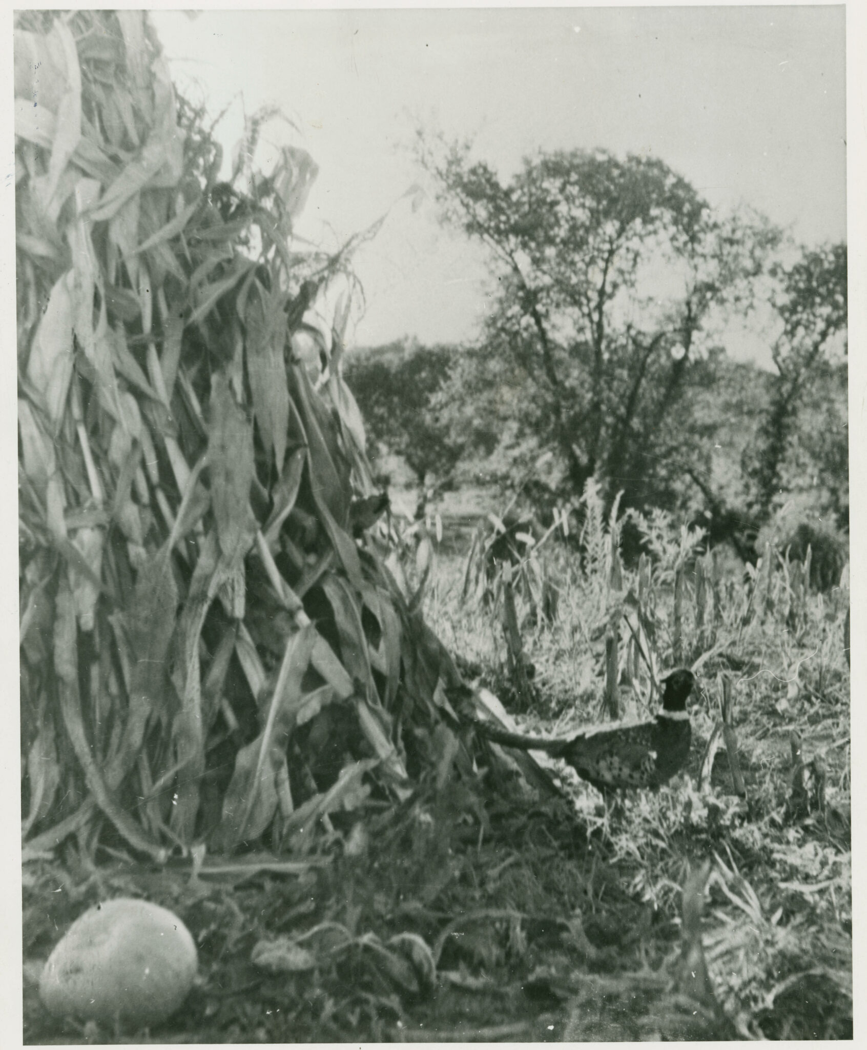 Fall-ing into Autumn