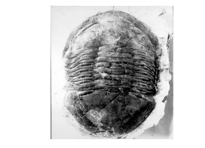 Dig For Fossils In Ohio At Christy Nathan Blog