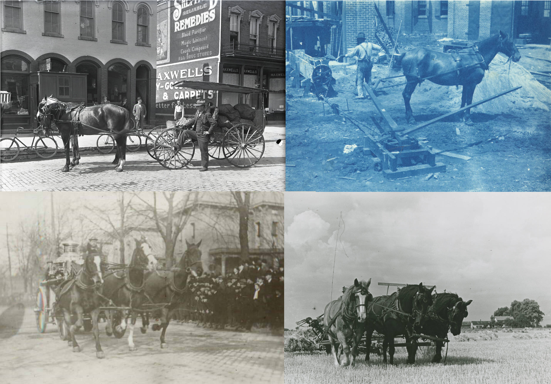 Horses in Ohio Memory